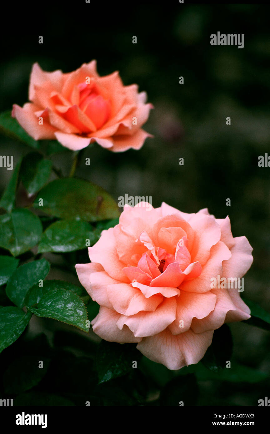 Two red roses rose garden hi-res stock photography and images - Alamy