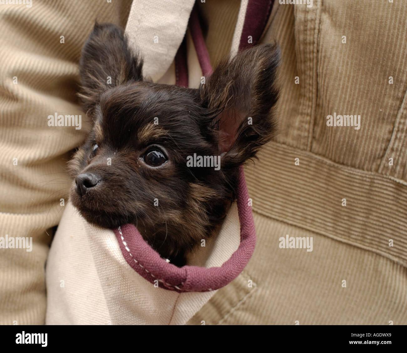 A Chihuahua dog stuffed into someone s pocket looking out Stock Photo ...