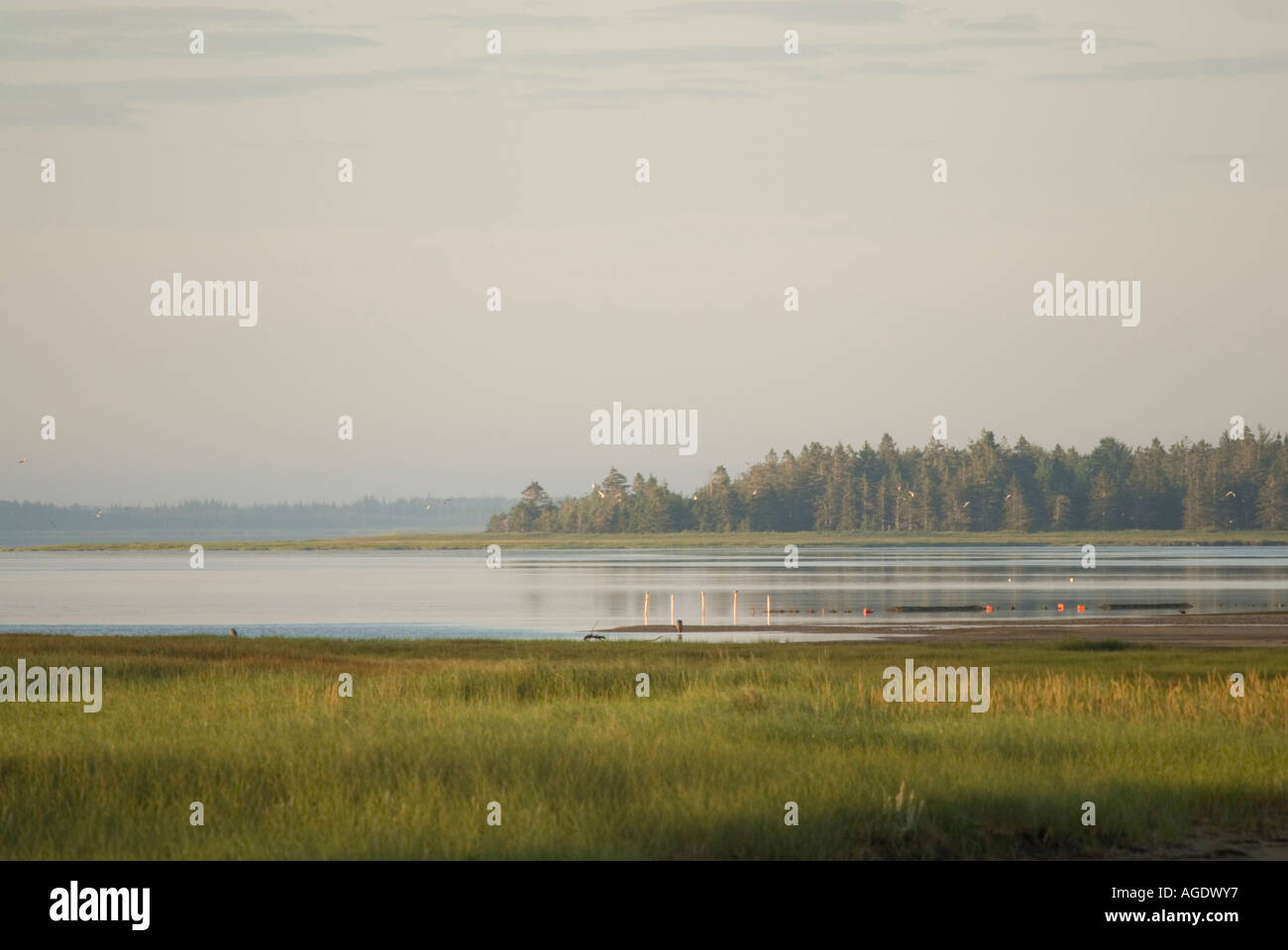 Stock image of tidal marsh and marshgrass at Kouchibouguac National ...