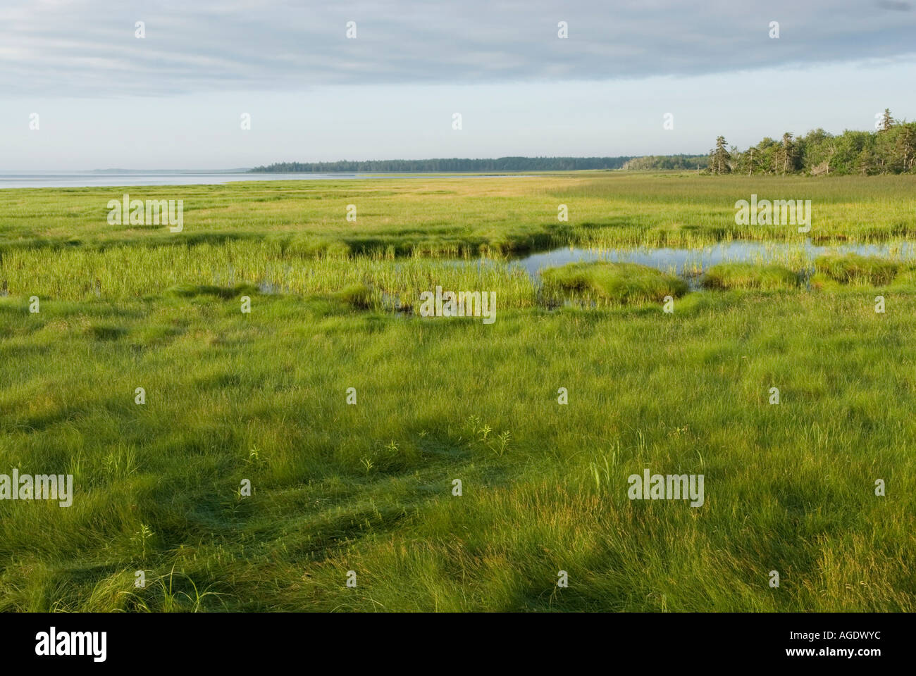 Stock image of tidal marsh and marshgrass at Kouchibouguac National ...