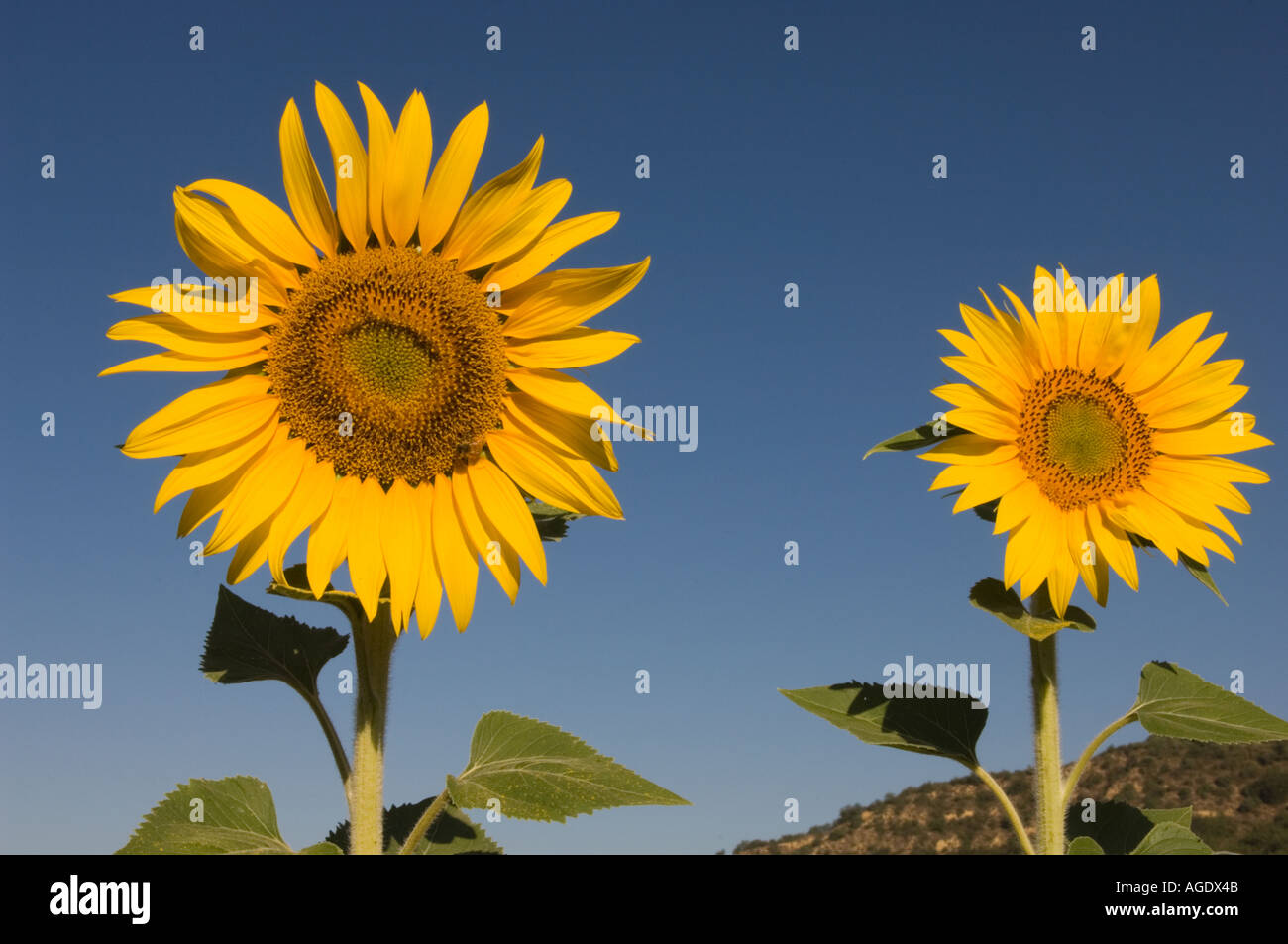 Children growing sunflowers hi-res stock photography and images - Alamy