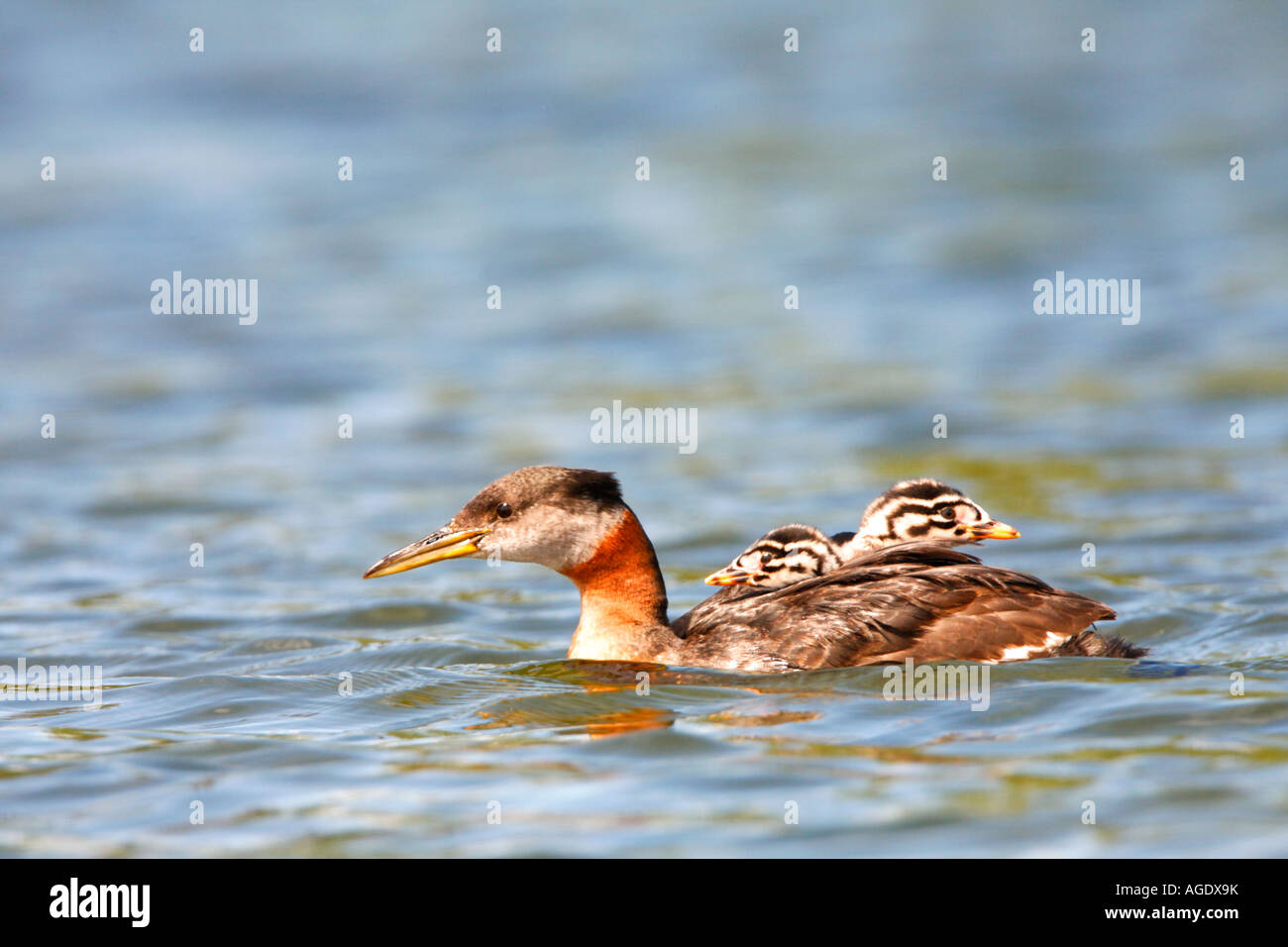 Red necked Grebe Finger Lake Wasilla Alaska Stock Photo - Alamy