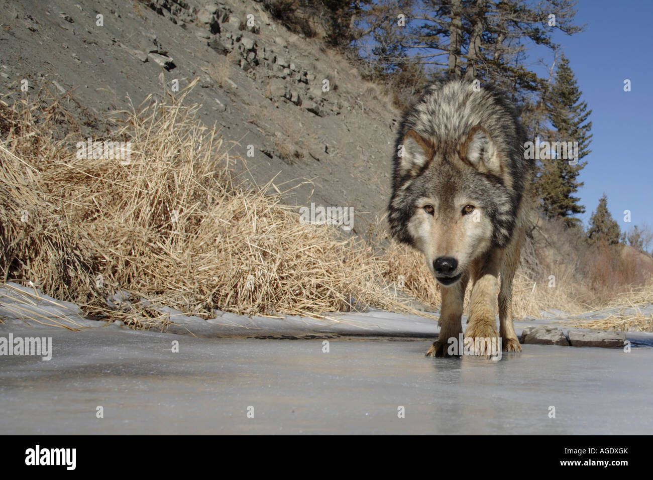 Gray Wolf (Canis lupus Stock Photo - Alamy
