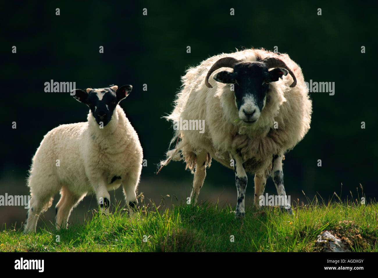 Black-faced sheep female Ewe and Lamb Stock Photo - Alamy