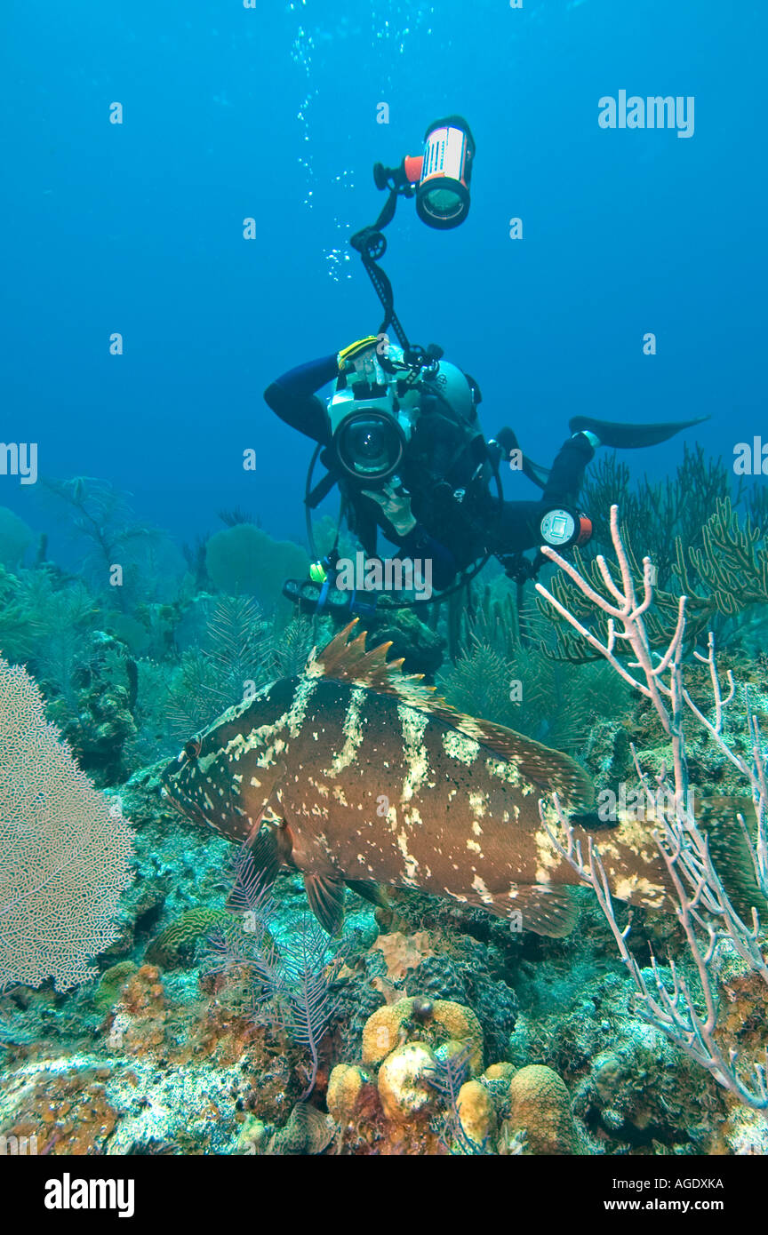 Grouper with female diver hi-res stock photography and images - Alamy