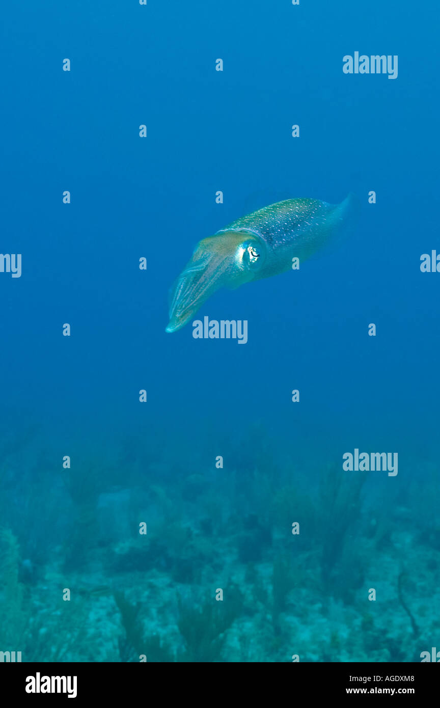 Reef squid hi-res stock photography and images - Alamy
