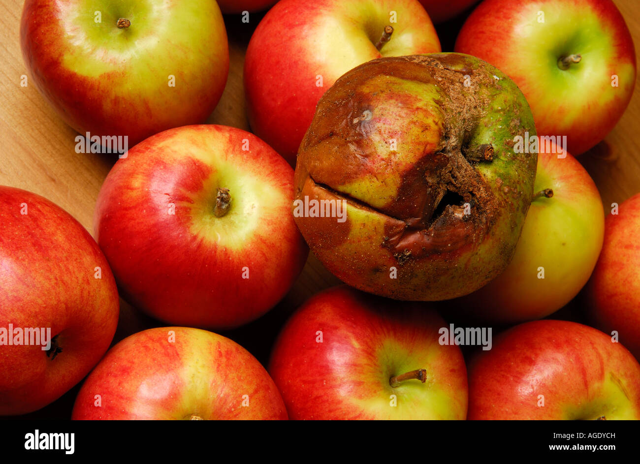 One rotten apple Stock Photo - Alamy