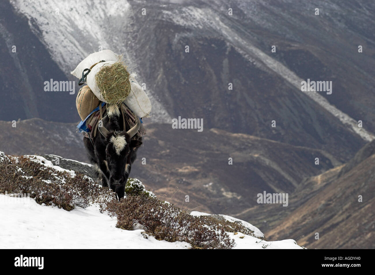 Yak carrying load hi-res stock photography and images - Alamy