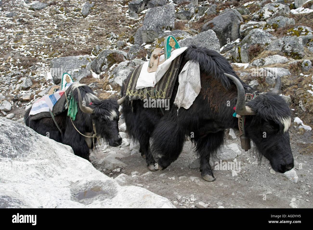 Two nepal cattle hi-res stock photography and images - Alamy