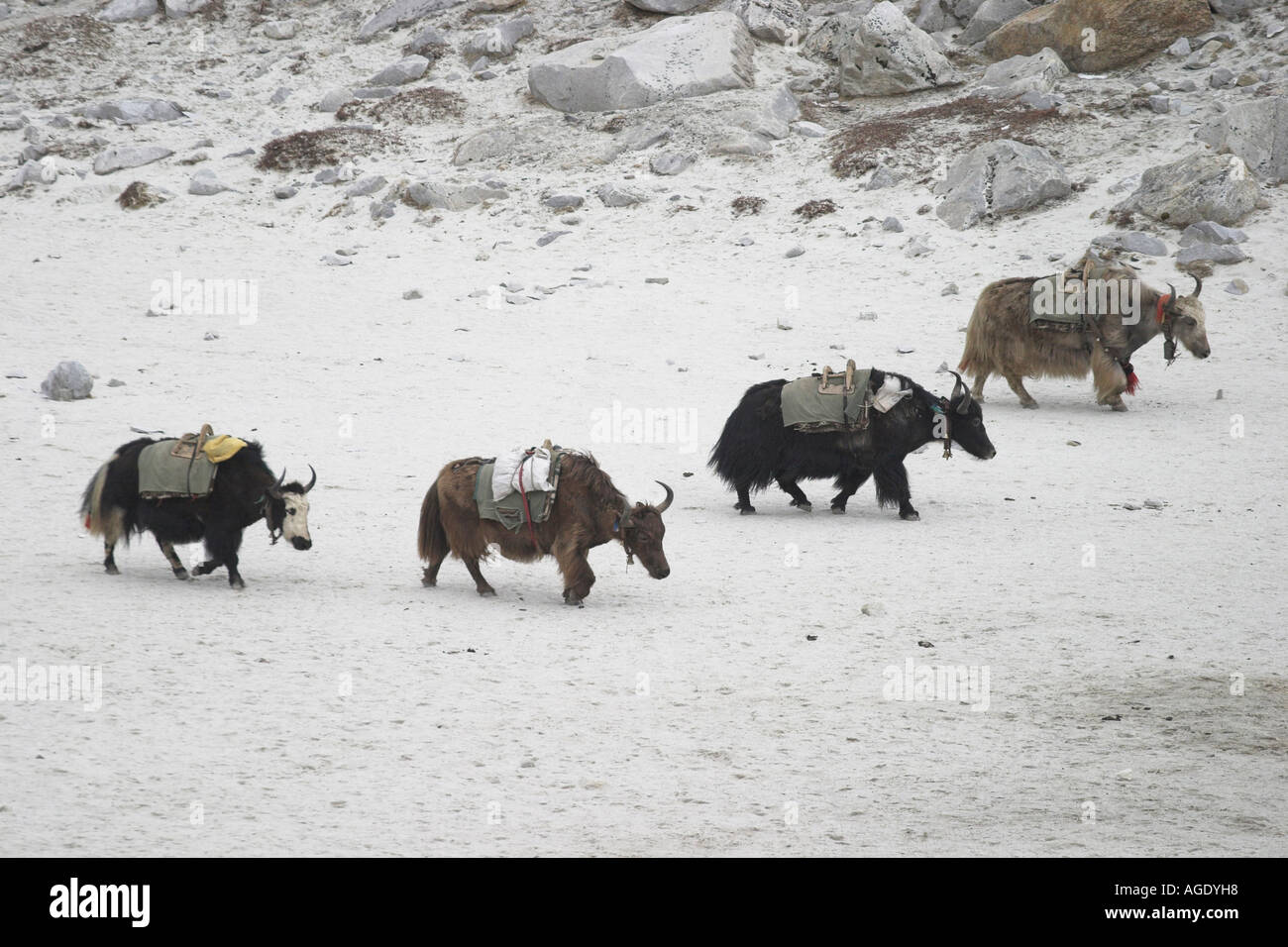 Yak carrying load hi-res stock photography and images - Alamy