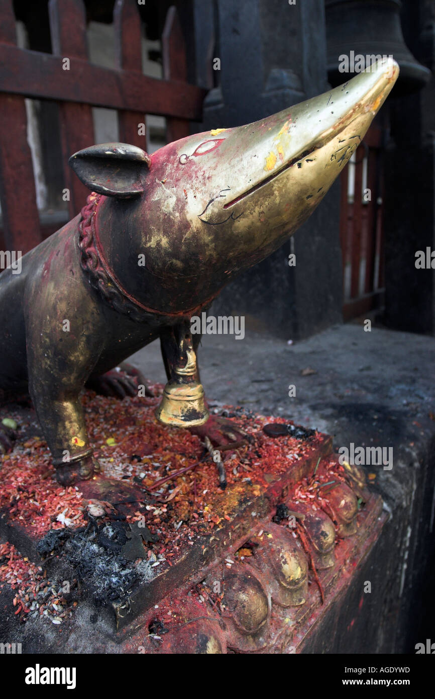 Nepal pig hi-res stock photography and images - Alamy
