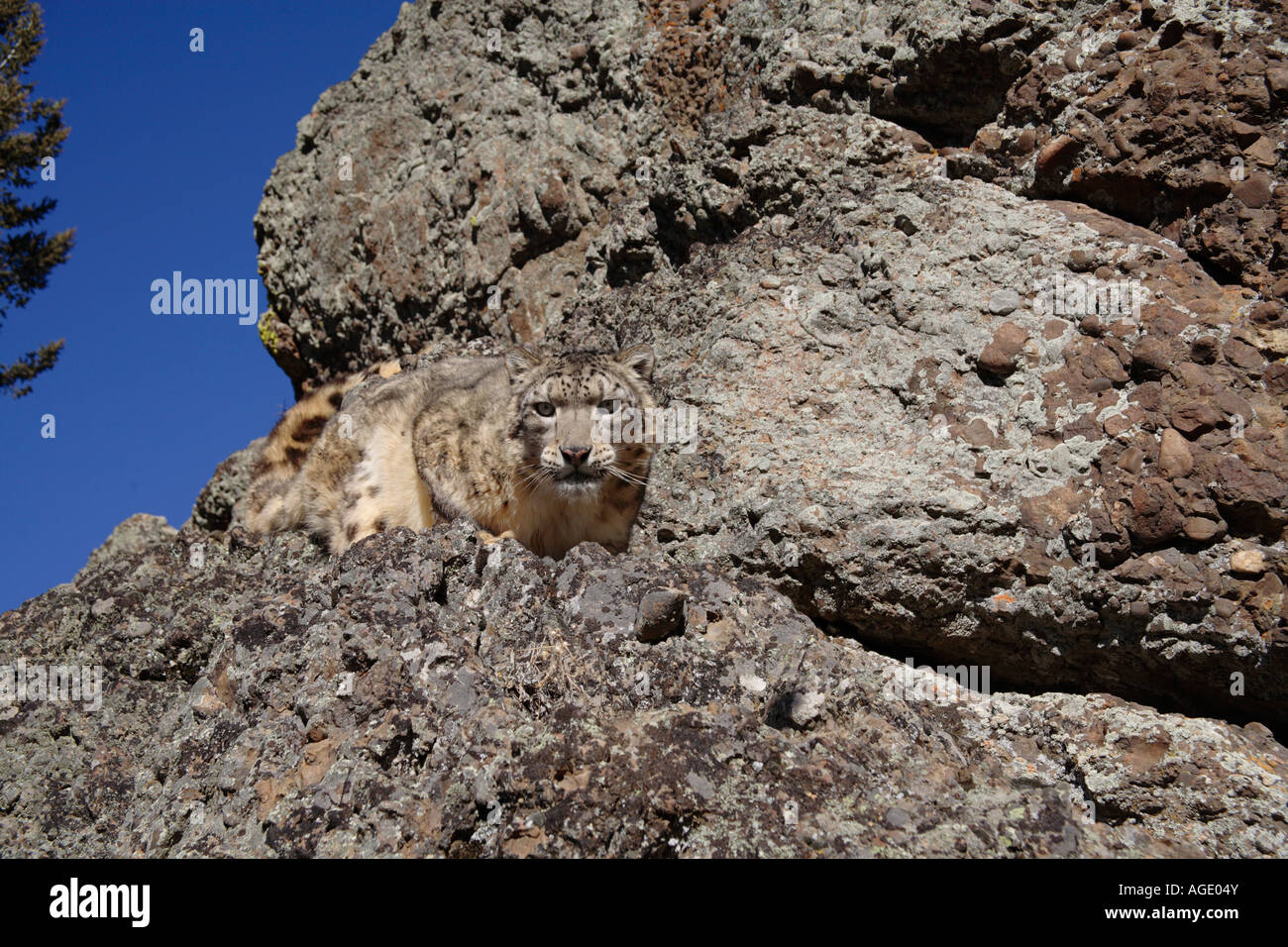 Snow leopard (Panthera unicia) on rocks Stock Photo - Alamy