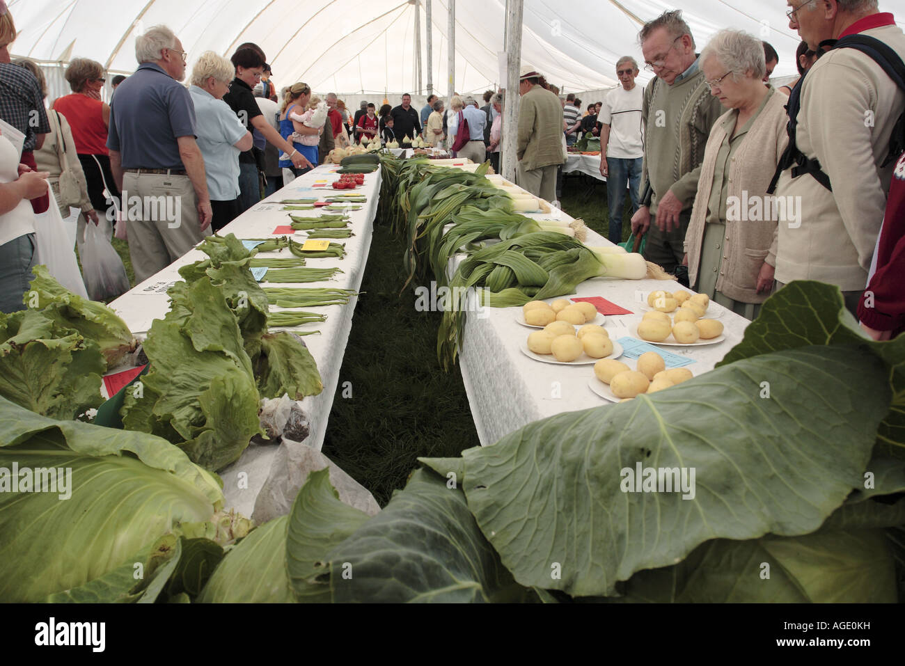 Display of prize vegetables at the Wensleydale Show Yorkshire Stock ...