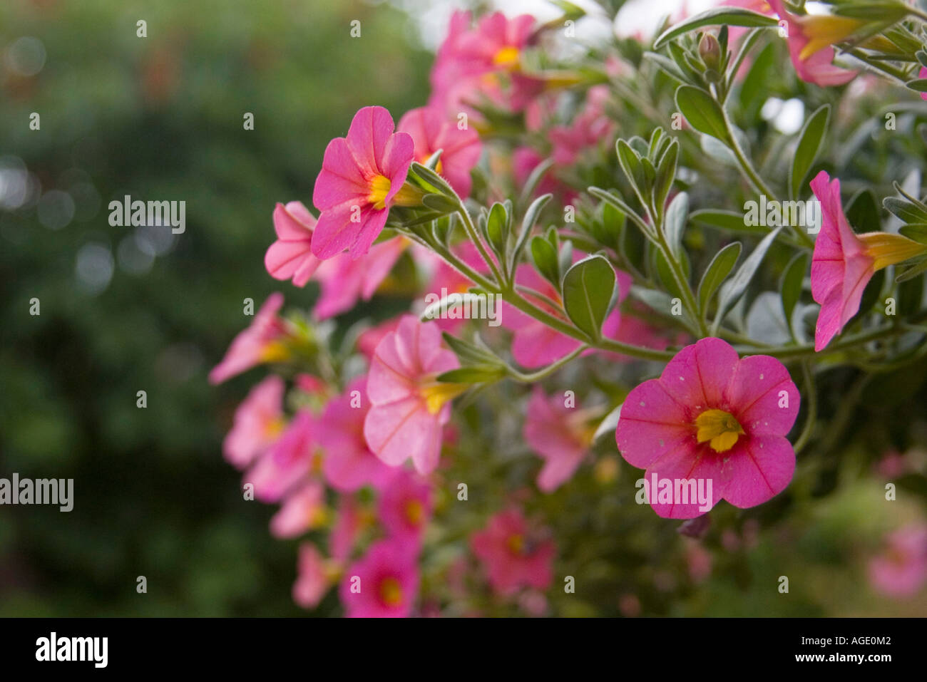 Close-up of Million Bells Trailing (Fuchsia Pink Stock Photo - Alamy