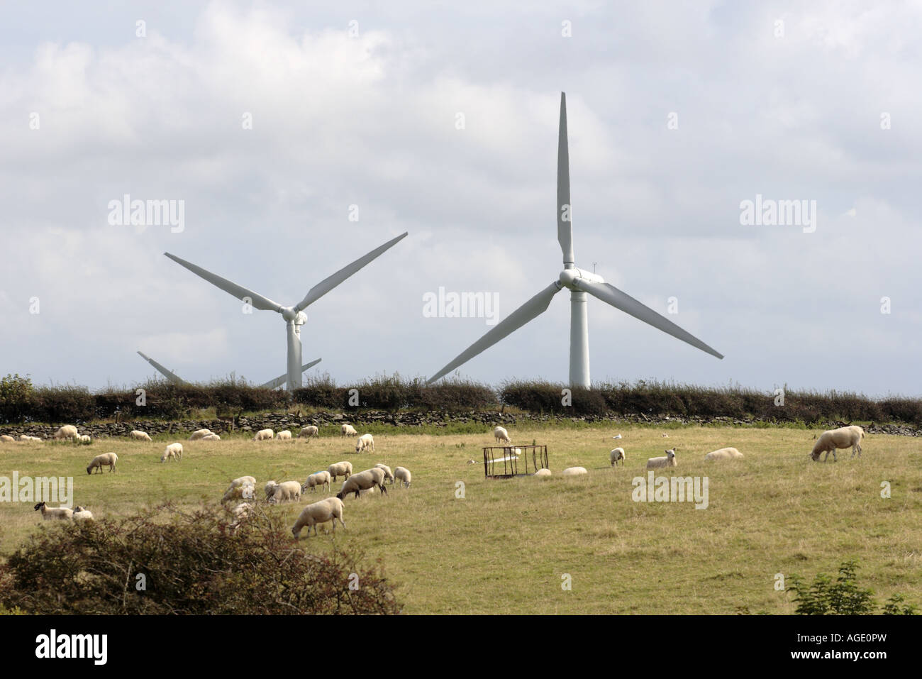 Sheep graze under the turbines of the Trysglwyn wind farm near Amlwch ...