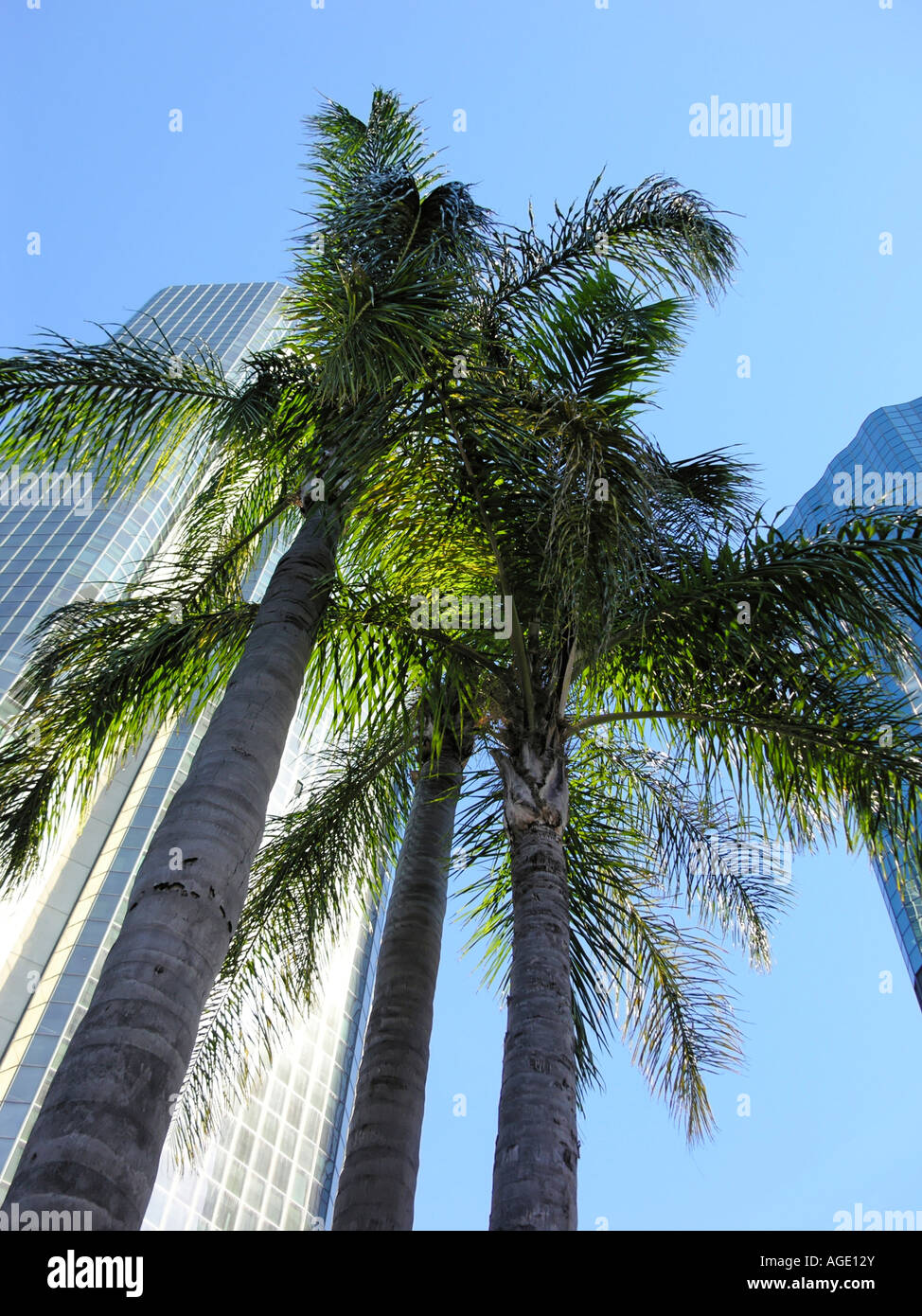 Brisbane palm trees hi-res stock photography and images - Alamy