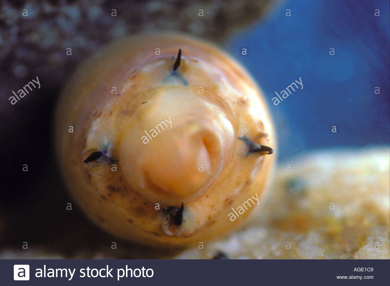 Errantia Stock Photos & Errantia Stock Images - Alamy