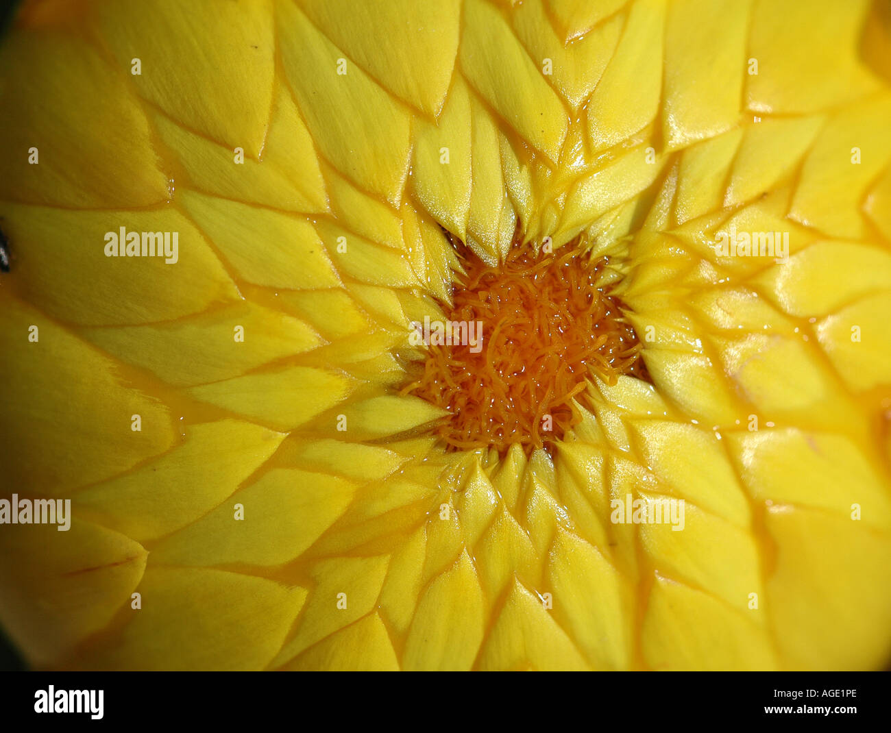 Straw flower, Helichrysum bracteatum Stock Photo - Alamy