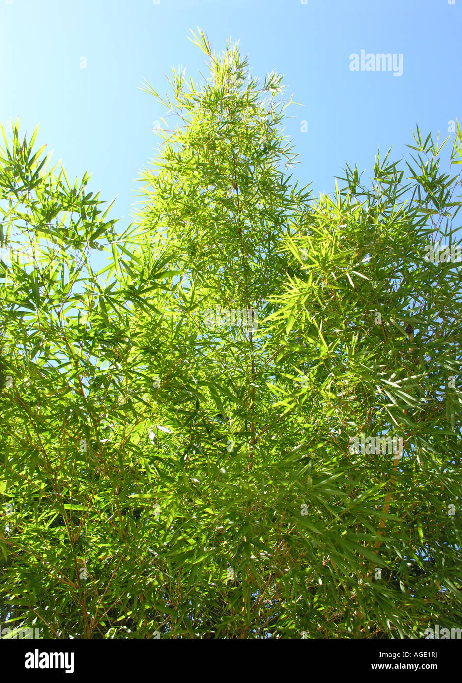 The bamboo plant hi-res stock photography and images - Alamy