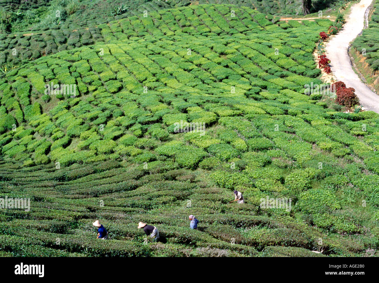 Cameron Highlands Tea Plantation Stock Photo - Alamy