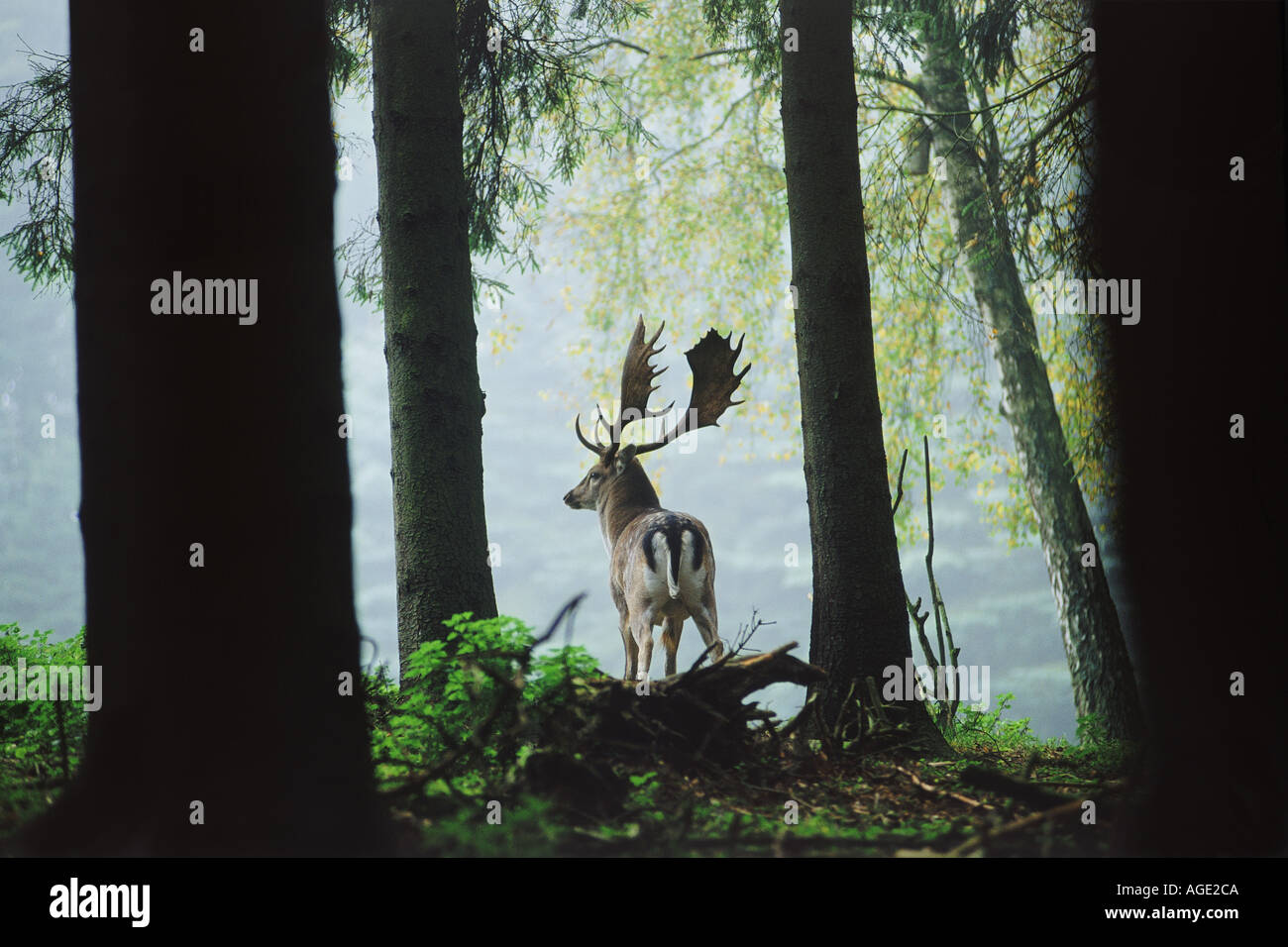 Male Fallow deer Dama dama in Southern Sweden Stock Photo - Alamy