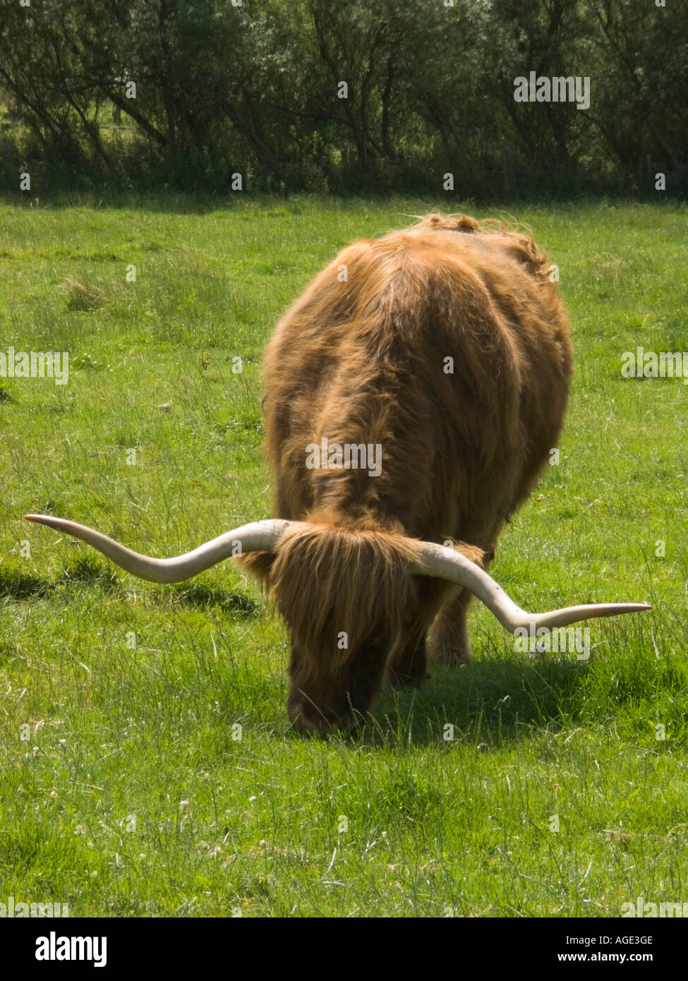 Cattle Grasing High Resolution Stock Photography and Images - Alamy