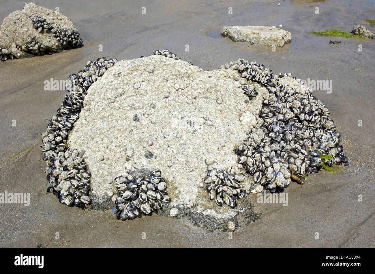 Mussels attached to a rock Brittany Stock Photo - Alamy