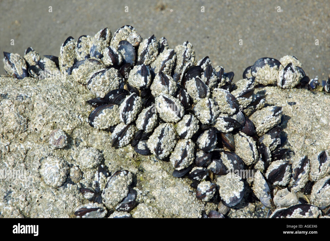 Mussels attached to a rock Brittany Stock Photo - Alamy
