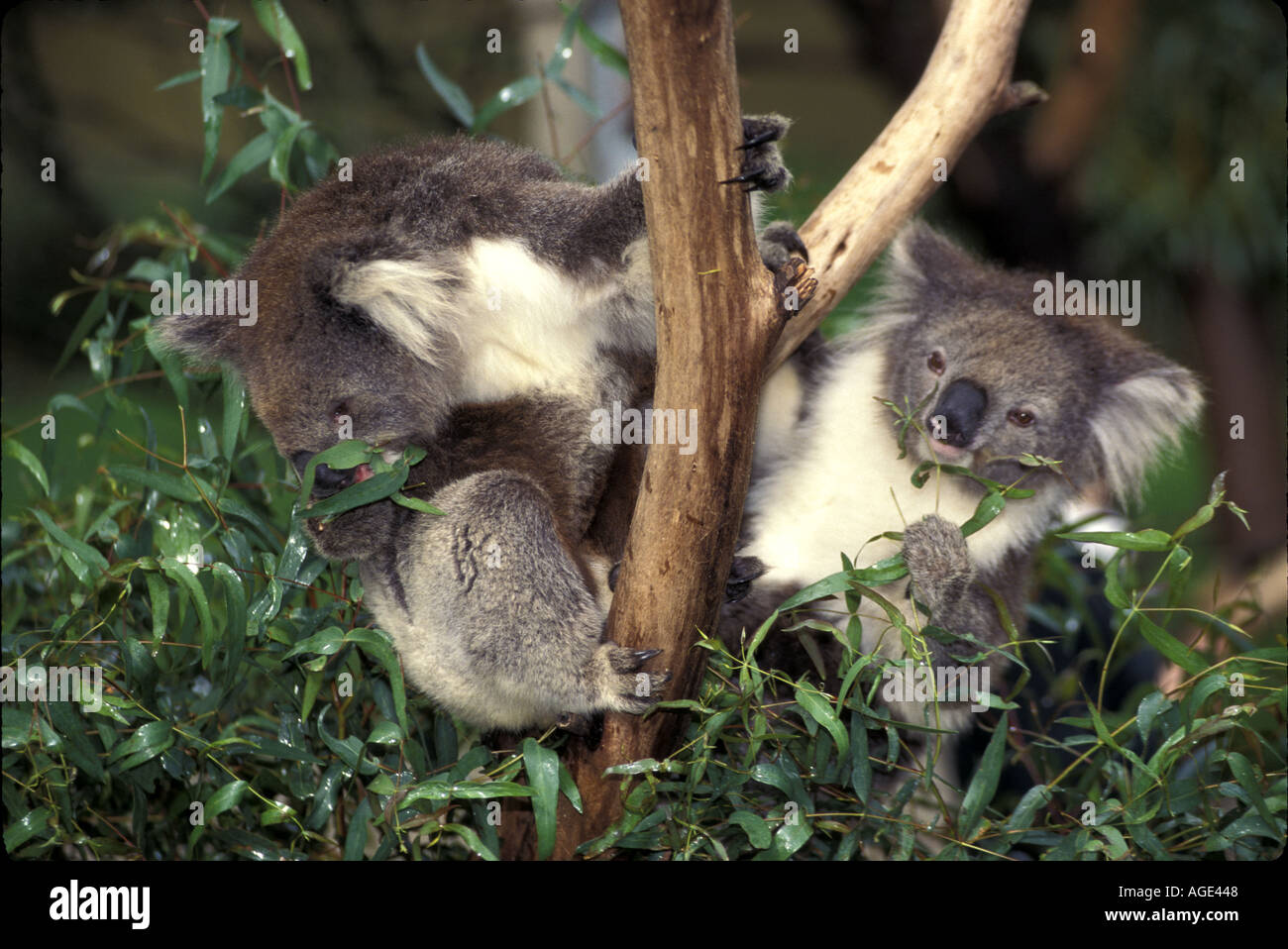 Mammal Koala Phascolarctos cinereus Stock Photo - Alamy