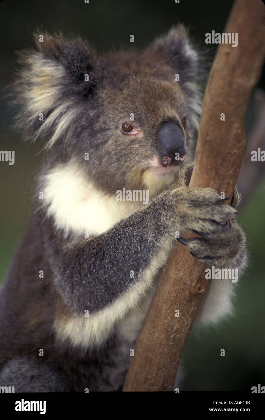 Mammal Koala Phascolarctos cinereus Stock Photo - Alamy