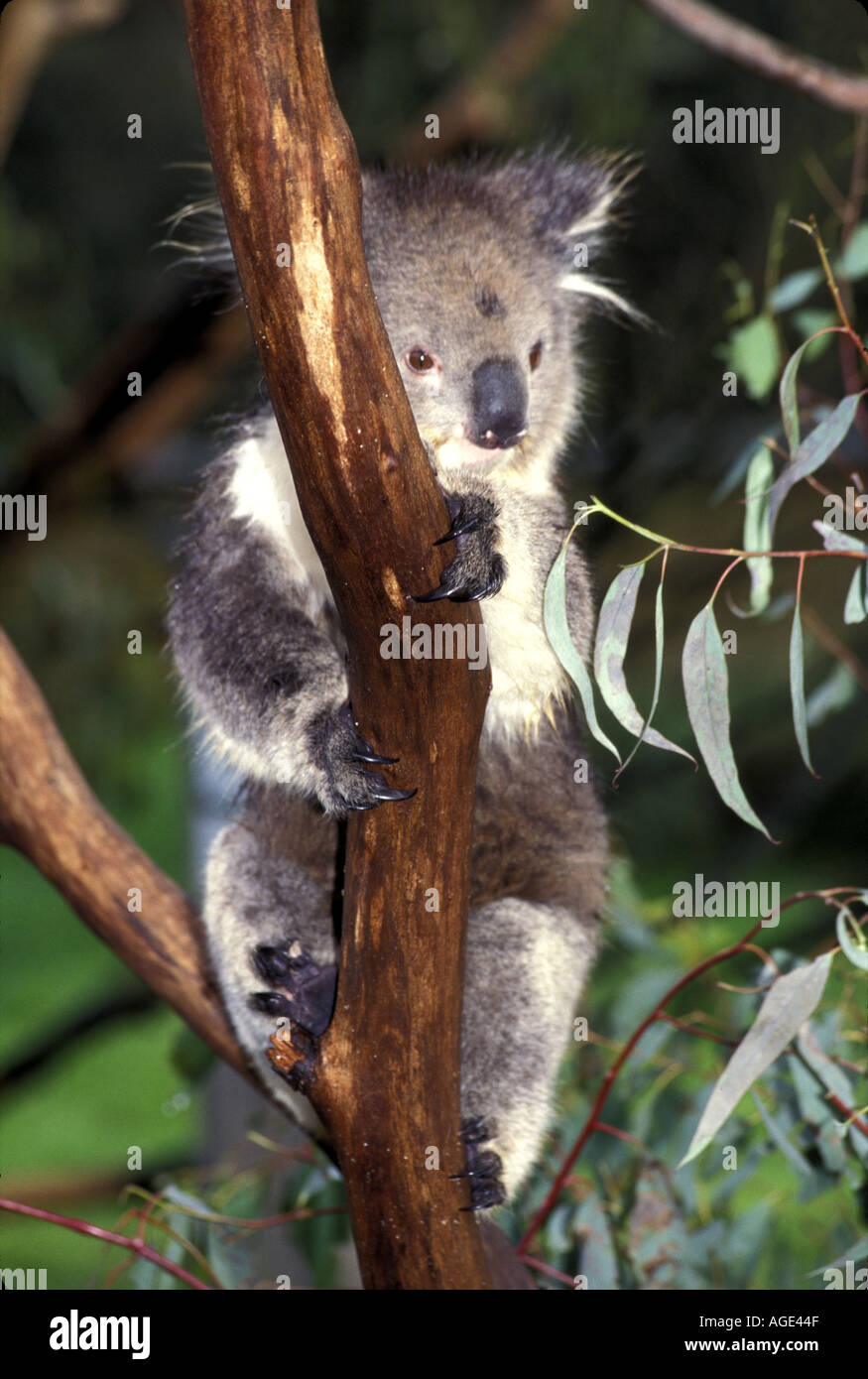 Mammal Koala Phascolarctos cinereus Stock Photo - Alamy