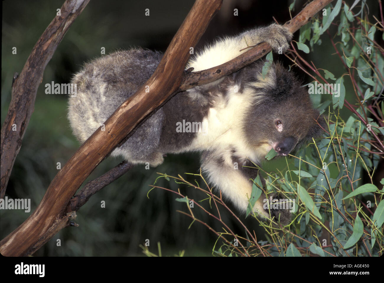 Mammal Koala Phascolarctos cinereus Stock Photo - Alamy