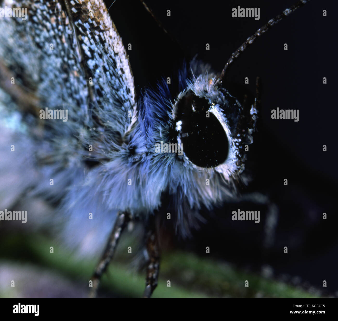 Common blue butterfly Stock Photo - Alamy