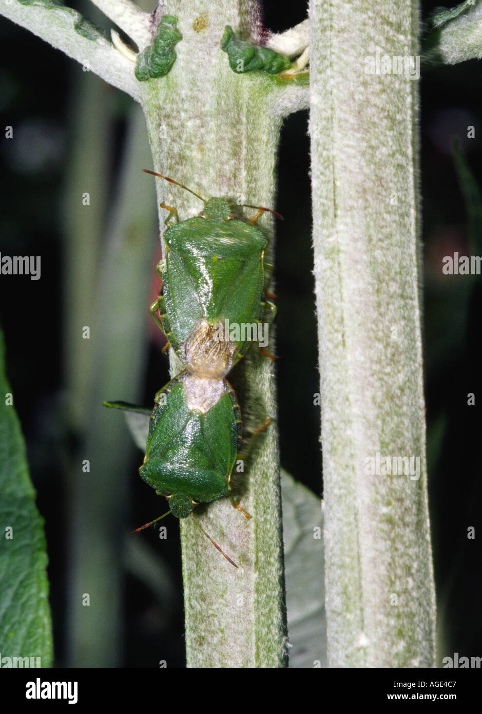 shield bugs mating Stock Photo - Alamy