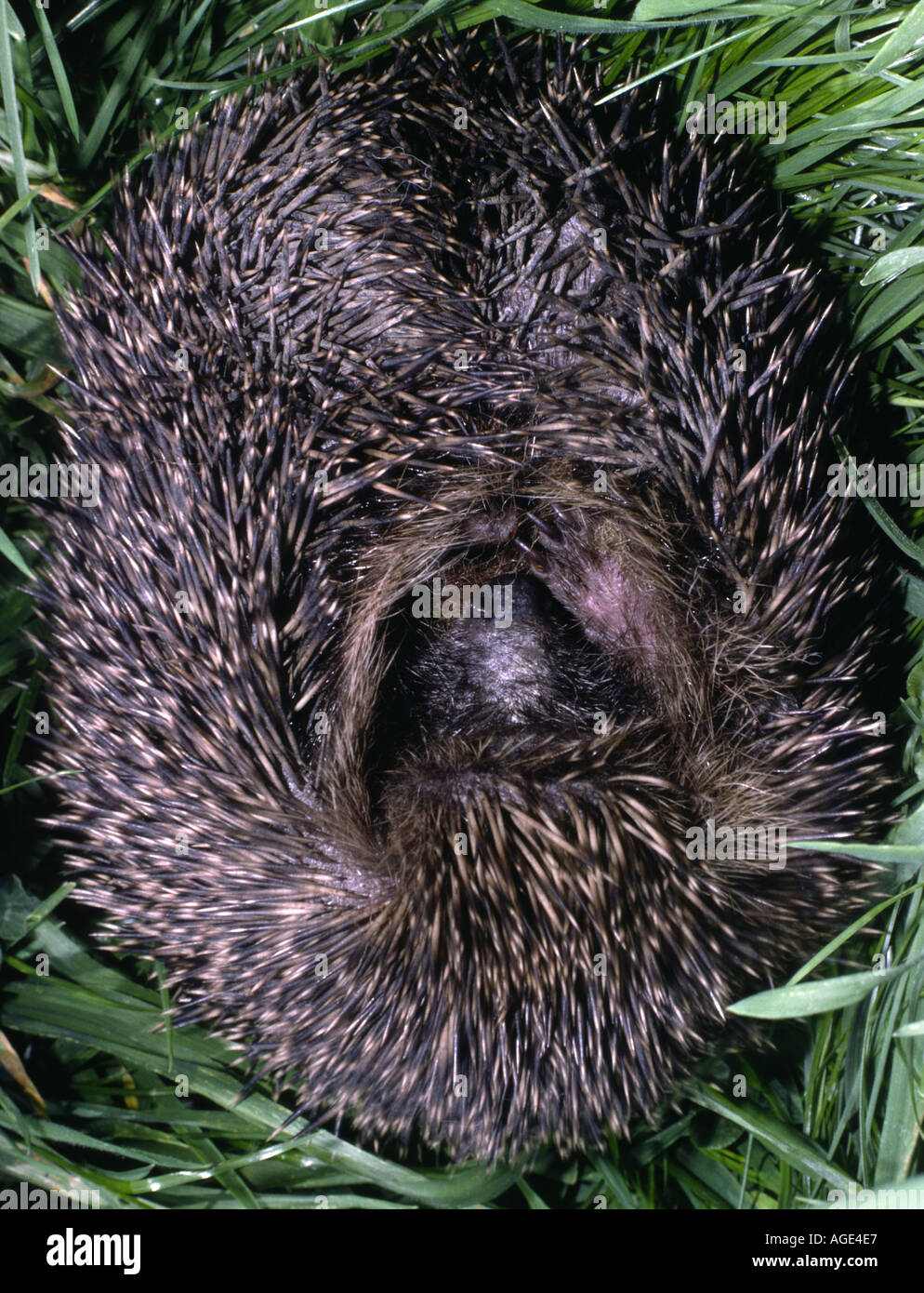 hedgehog curled up Stock Photo - Alamy