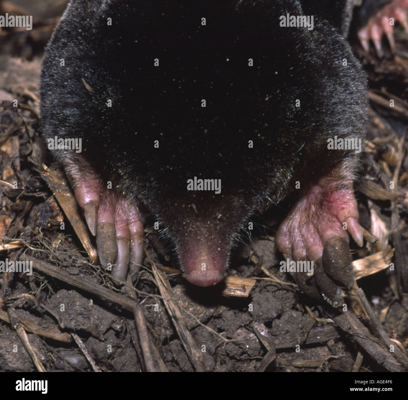 Mole diet hi-res stock photography and images - Alamy