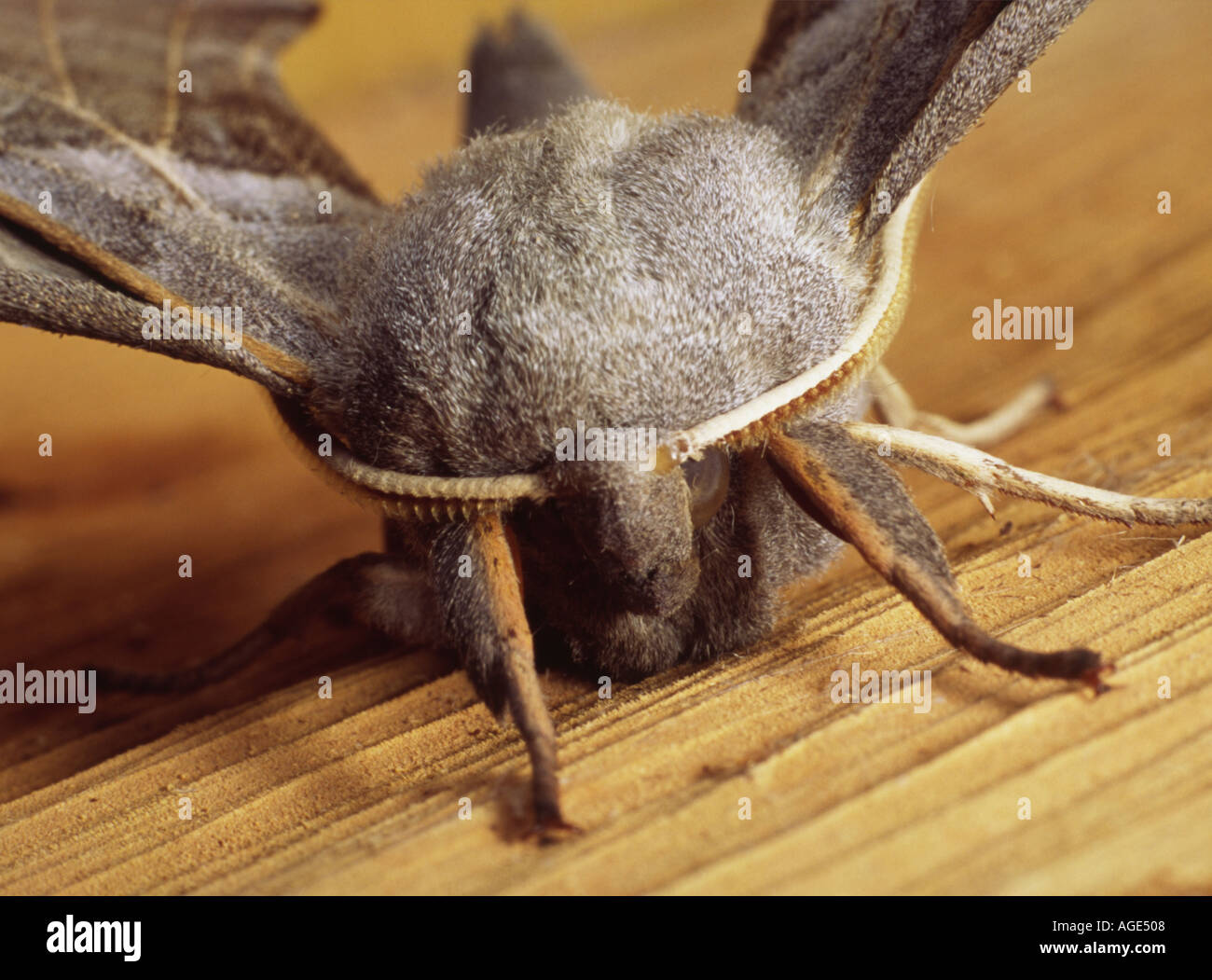 Poplar hawk moth close up Stock Photo - Alamy
