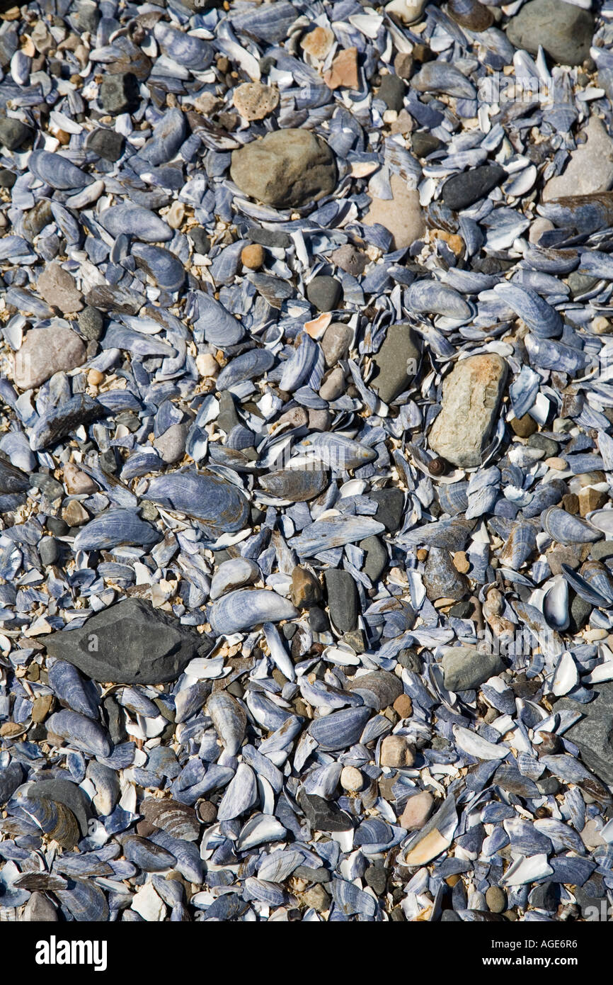 Empty mussel shells on the beach Wales UK Stock Photo - Alamy