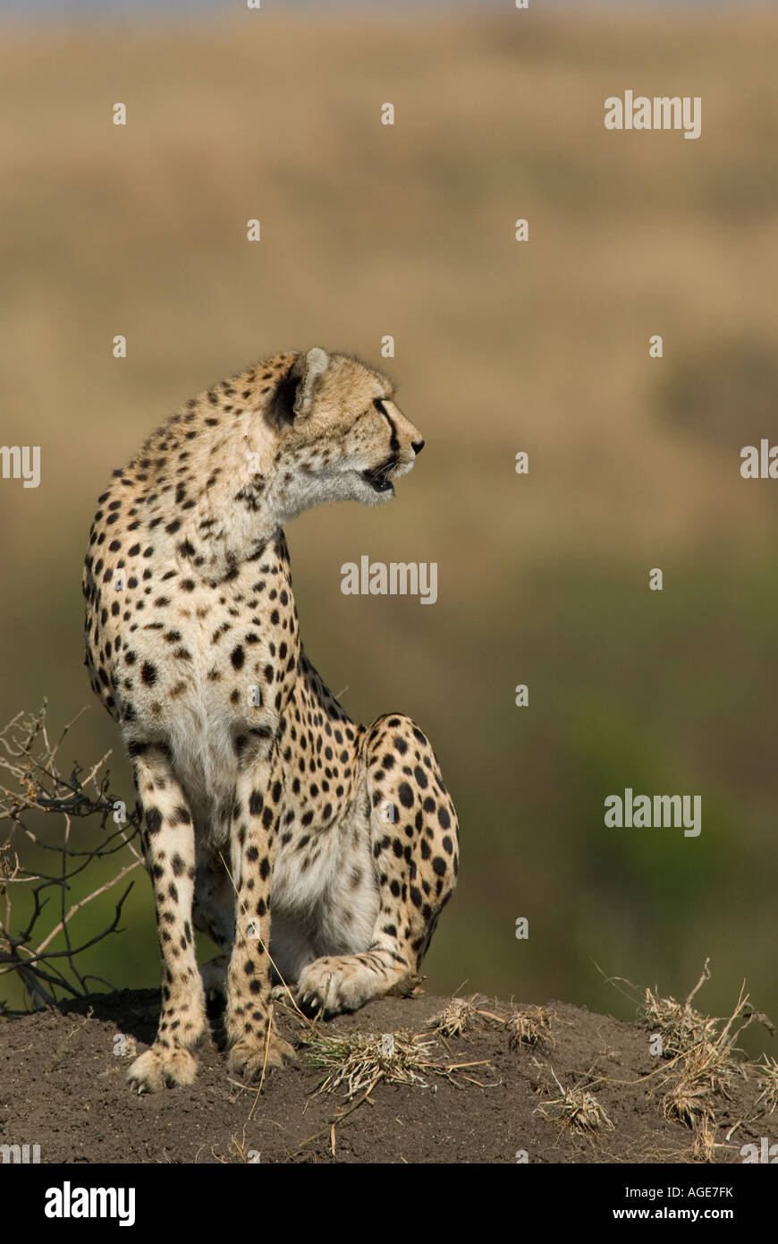 Lookout spots hi-res stock photography and images - Alamy