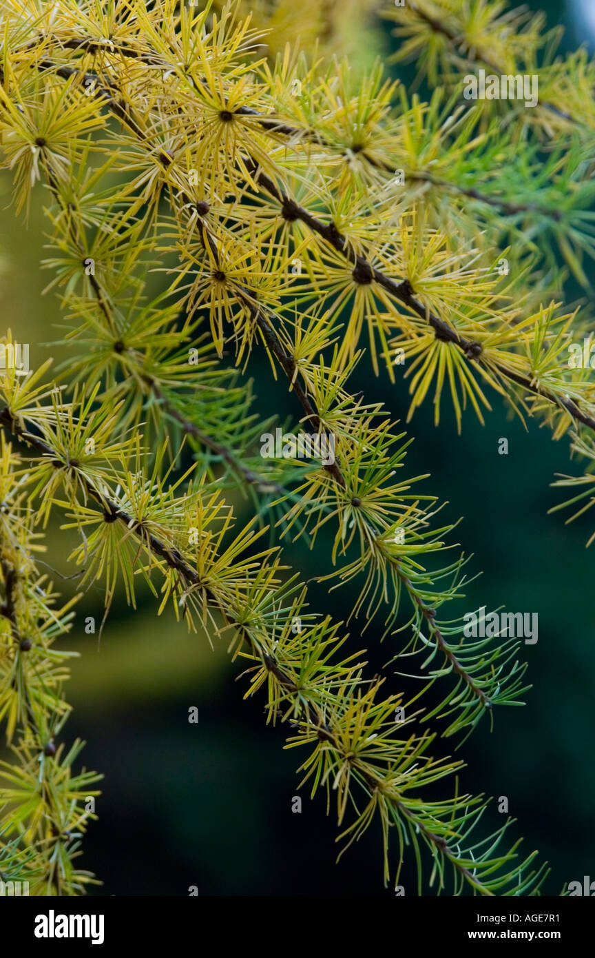Close up of the leaves on a larch tree Grizedale Forest Park Cumbria ...
