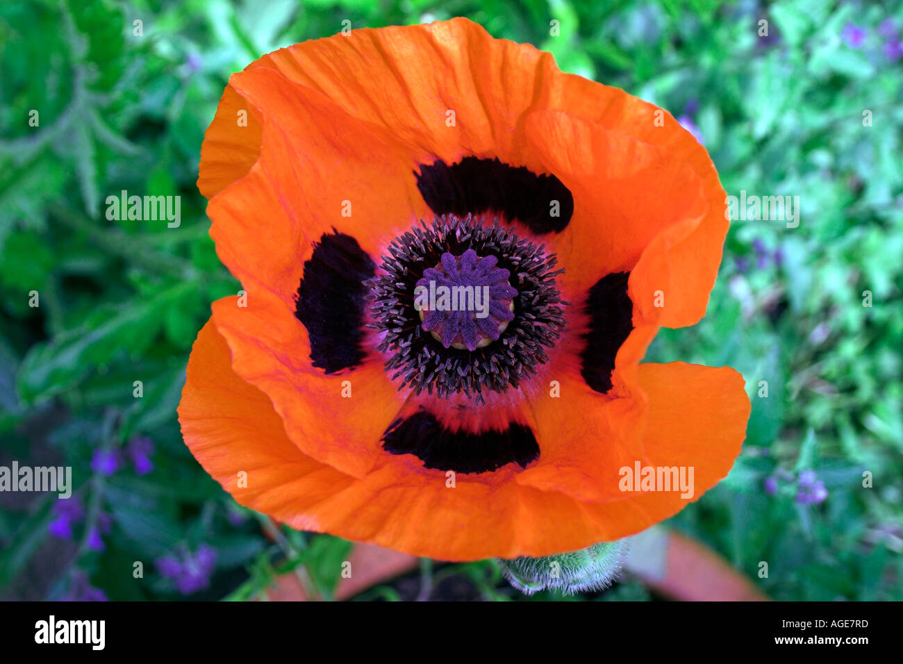 Poppy not in bloom hi-res stock photography and images - Alamy