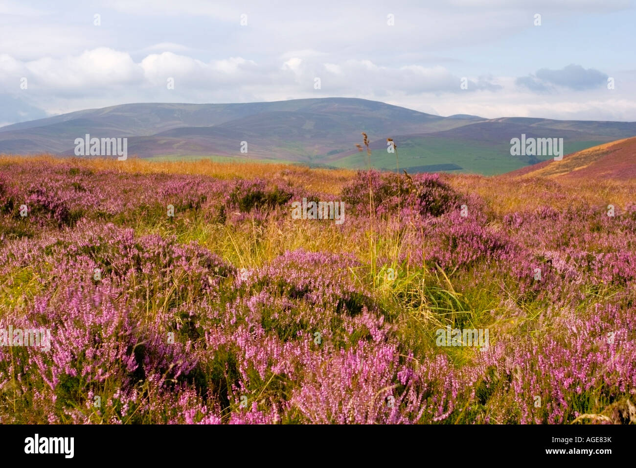 purple scottish heather on a hilltop Scotland August 2007 Stock Photo ...