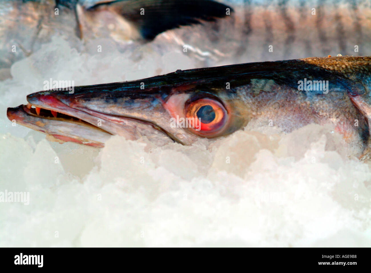 barracuda food fresh colour color eye red bloodshot head fish seafood ...