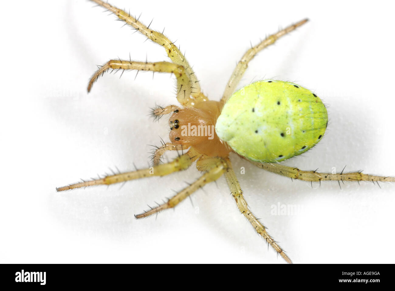 Cucumber Spider, Araniella Cucurbitina, on white background Stock Photo ...