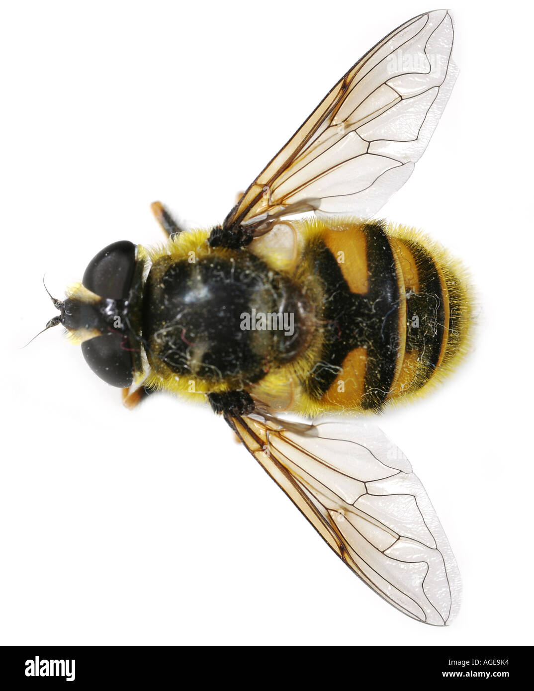 Hoverfly on white background. The fly is striped like a wasp or a bee ...