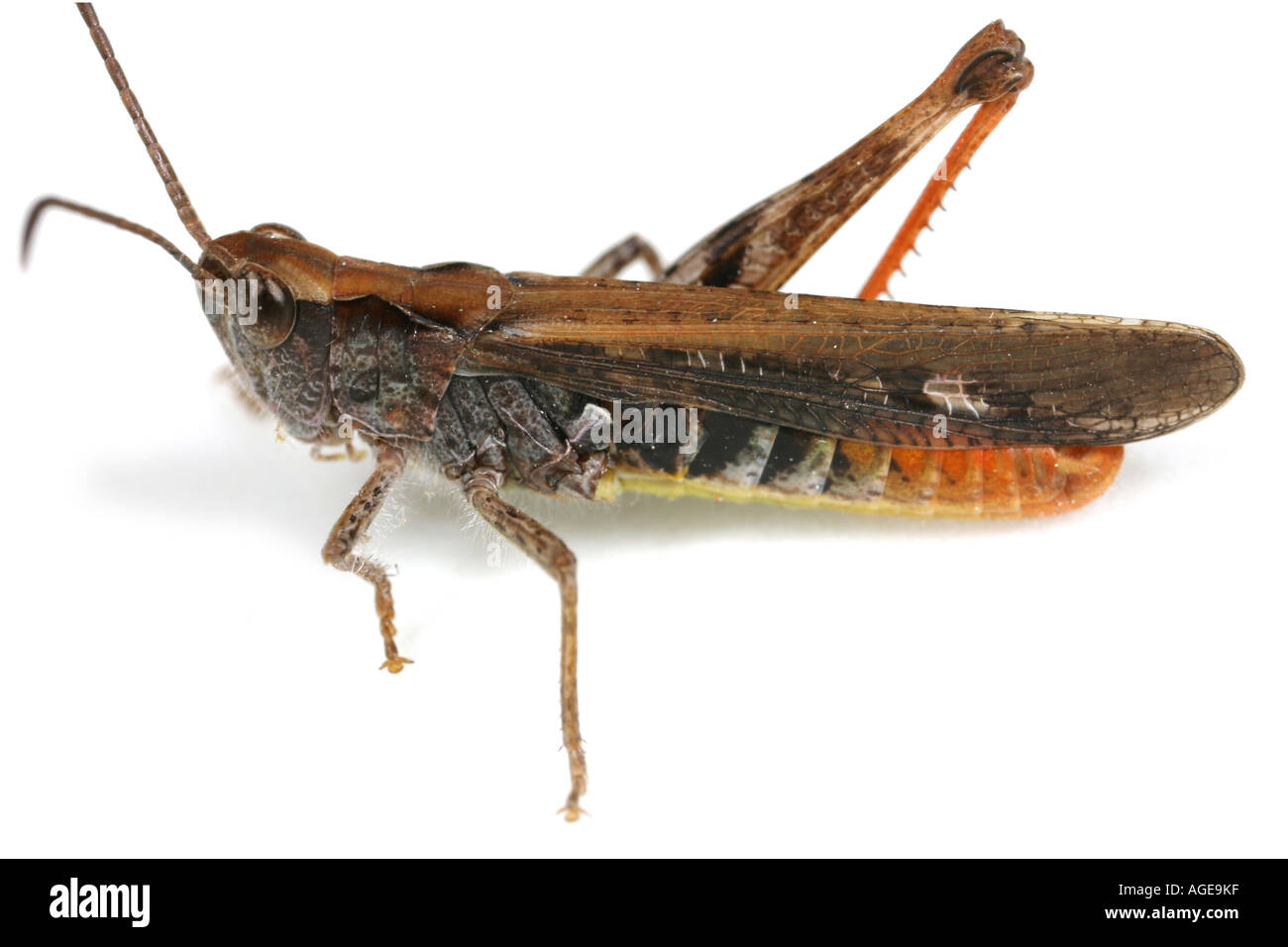 One leg missing hi-res stock photography and images - Alamy