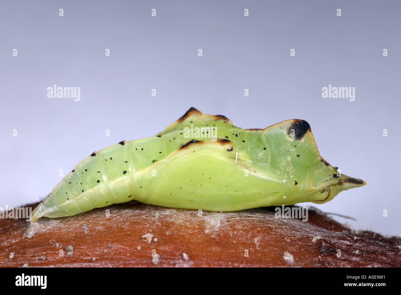 Green pupa hi-res stock photography and images - Alamy