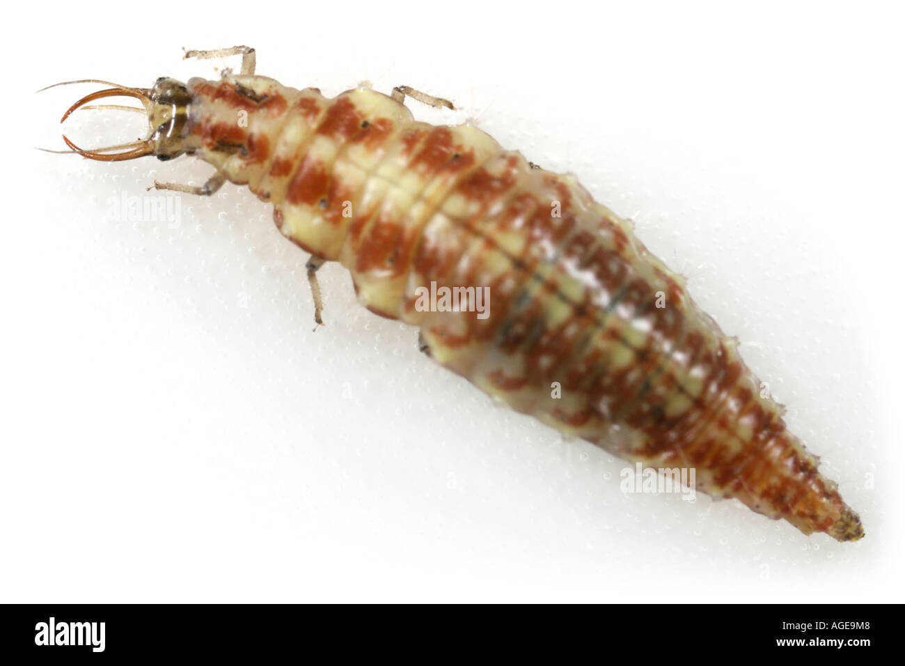 Lacewing larva Chrysopa Carnea wih a giant jaw on white background ...