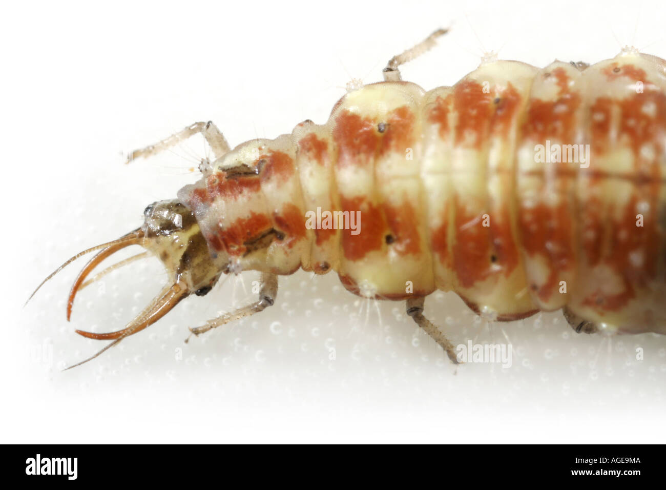 Lacewing larva Chrysopa Carnea wih a giant jaw on white background ...