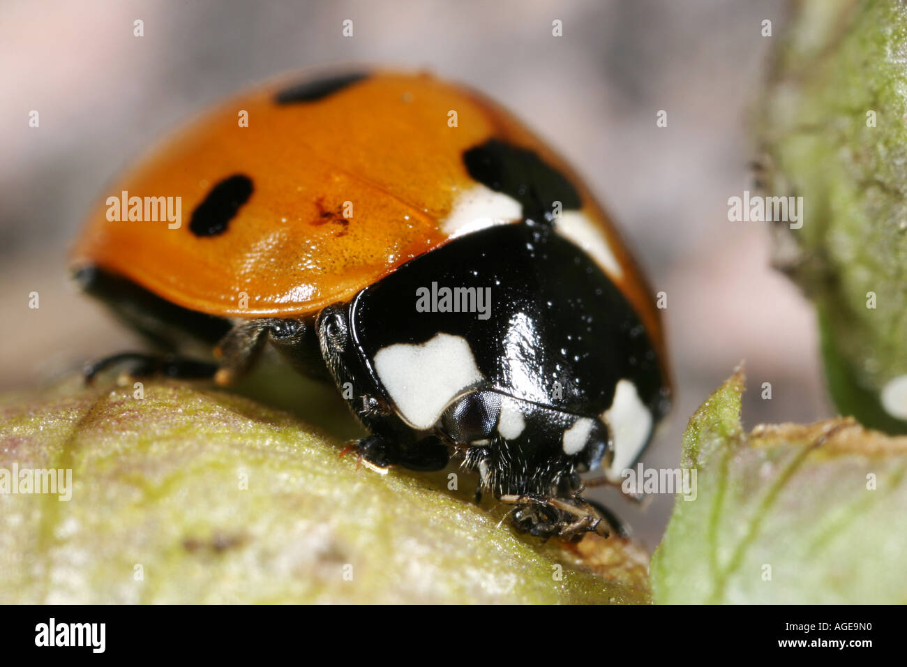 Feeding ladybirds hi-res stock photography and images - Alamy